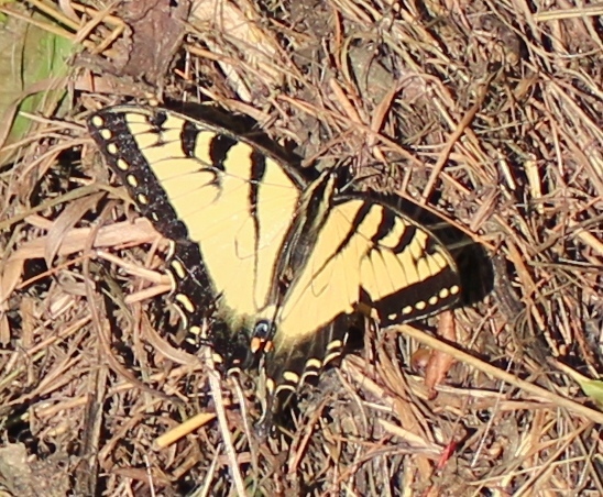 Tiger Swallowtails and Allies from Huron County, ON, Canada on August 9 ...