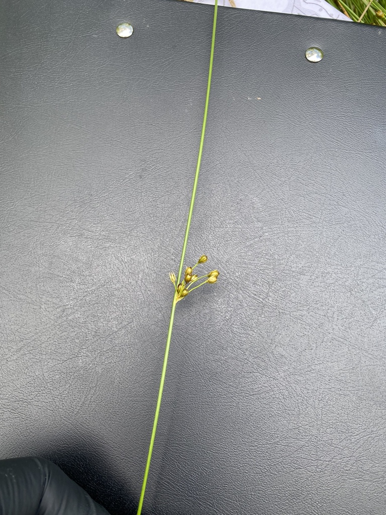 Thread Rush from Tikkala, 13, FI on July 26, 2023 at 01:53 PM by ...