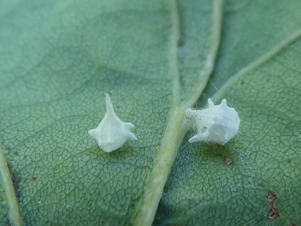 Sputnik Spider from Dudley, UK on August 10, 2023 at 10:48 AM by ...