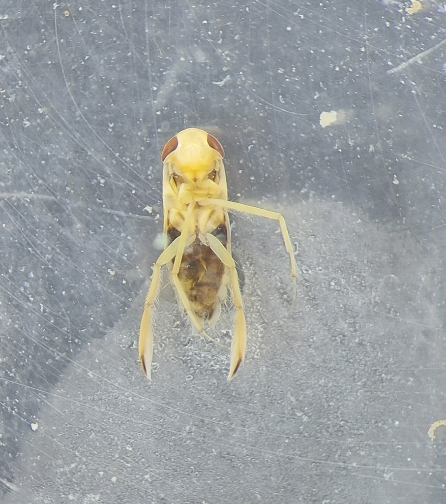 Sigara lateralis from Klokkerbakken/Klokkervej (Aarhus Kom), 8210 ...