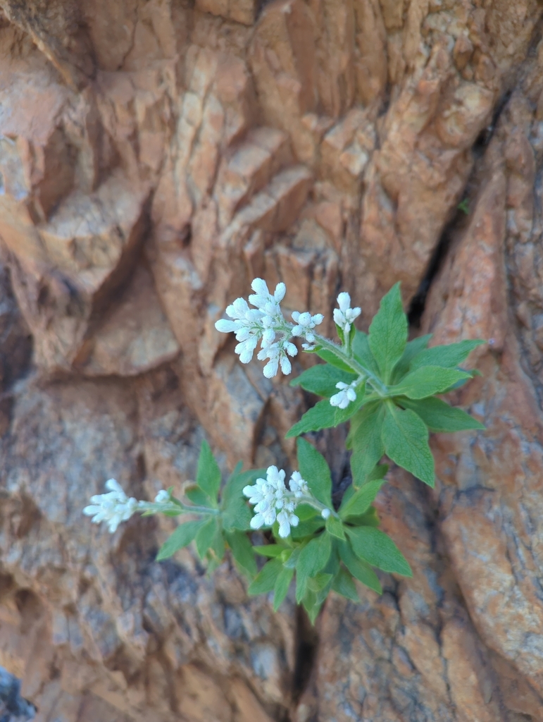 sunflowers, daisies, asters, and allies from Sandover, AU-NT, AU on ...