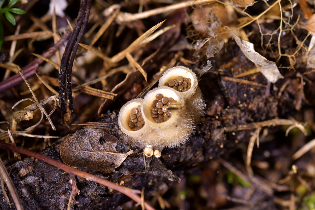 Nidula from Silverstream, Upper Hutt, New Zealand on August 5, 2023 at ...