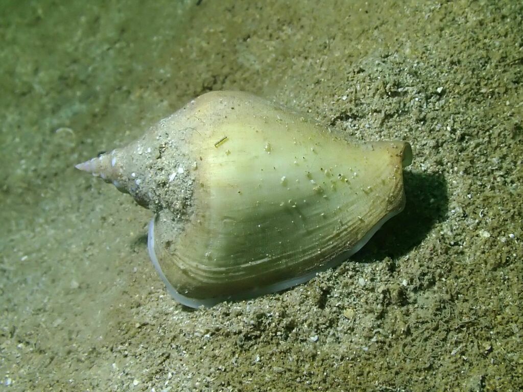 Dog Conch from West, SG on August 9, 2023 at 01:31 PM by Tsu Soo Tan ...