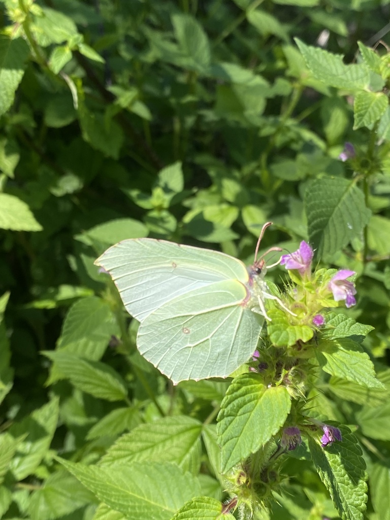 Common Brimstone from Naturpark Oberer Bayerischer Wald, Nittenau ...