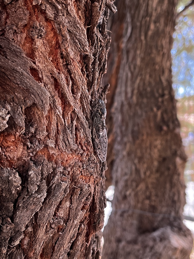 Cretan Cicada in August 2023 by purausur · iNaturalist
