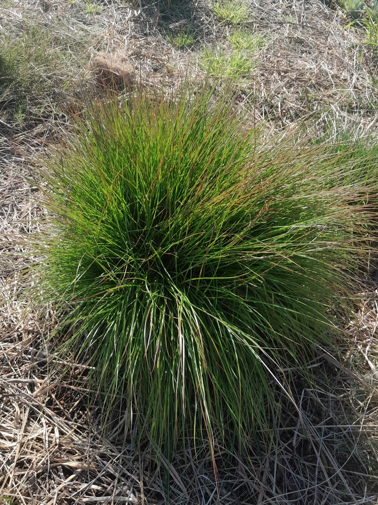 Cape Rush from Cape Farms, Cape Town, South Africa on August 10, 2023 ...