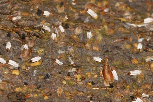 Escama de nieve (Unaspis citri) · iNaturalist Mexico