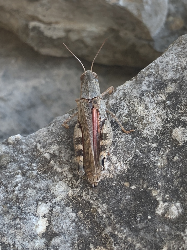 Italian locust from Otok Brač, Pučišća, 17, HR on August 10, 2023 at 09:02 AM by jacksparrow2010 ...