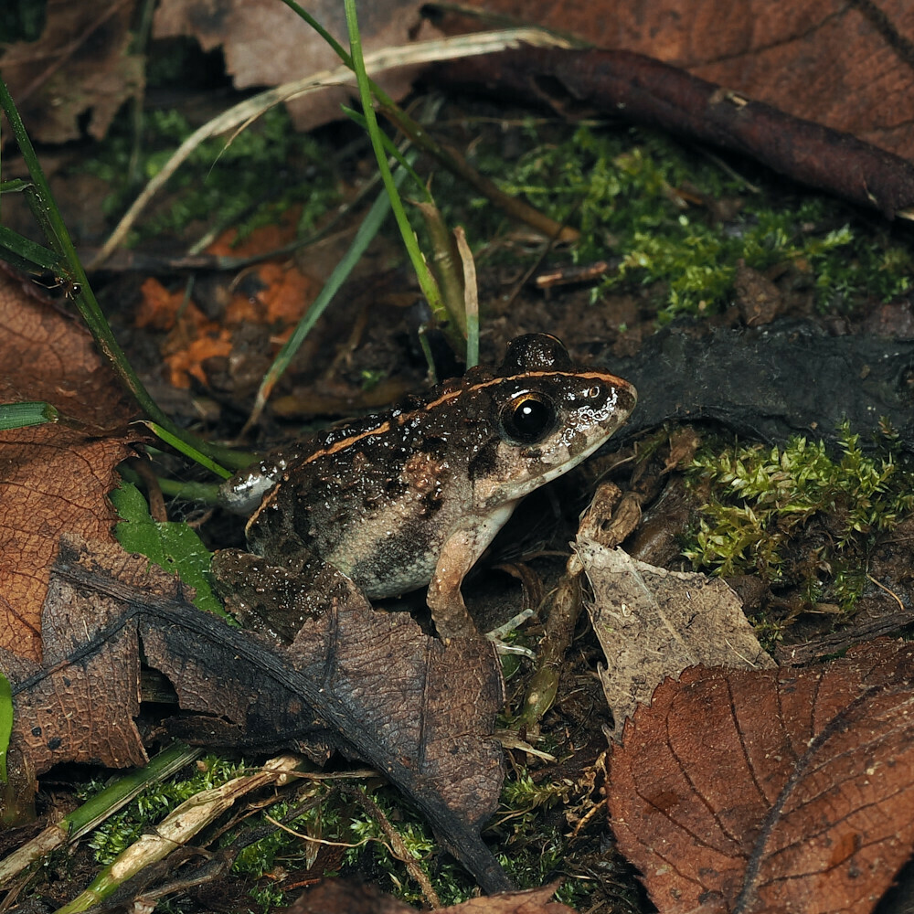 Rice field frog from Himori, Kannami, Tagata District, Shizuoka 419 ...