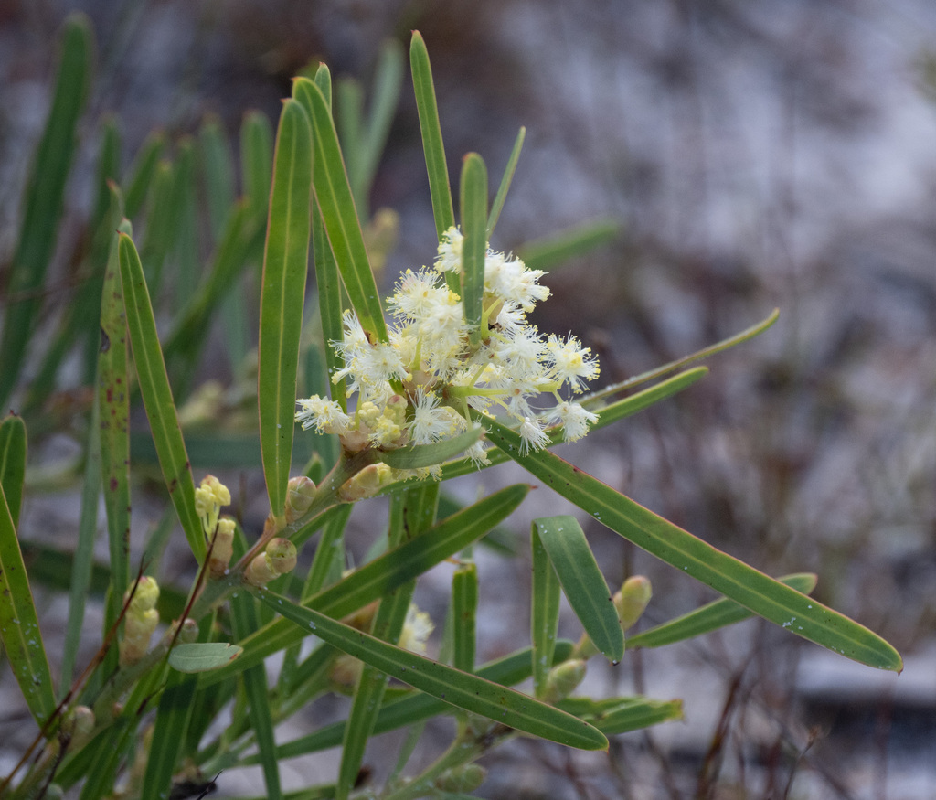 Sweet Wattle from Sunshine Coast QLD, Australia on July 14, 2023 at 10: ...
