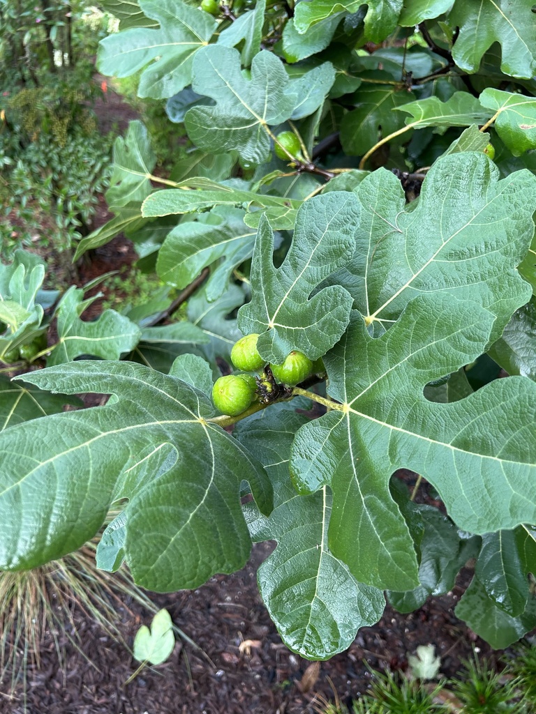 common fig from All Saints Loop, Pawleys Island, SC, US on August 8 ...