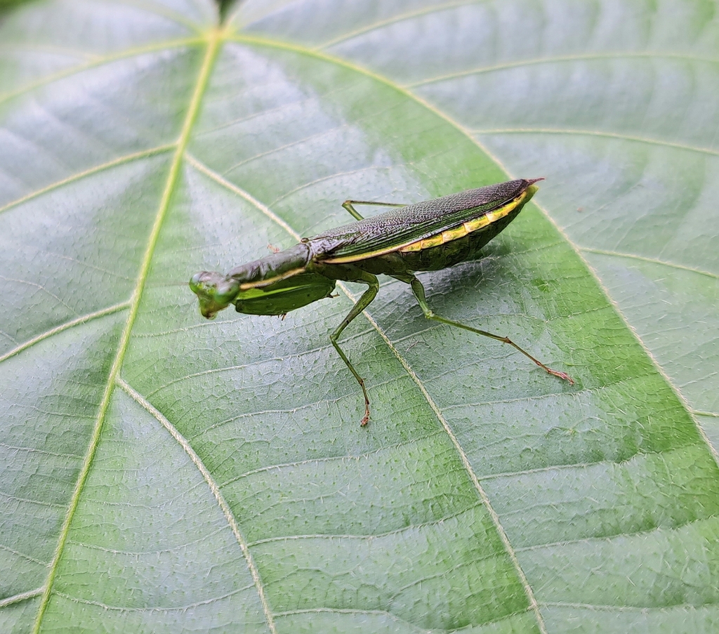 Asian Ant Mantises from Isulan, PH-SK, PH on August 10, 2023 at 09:08 ...