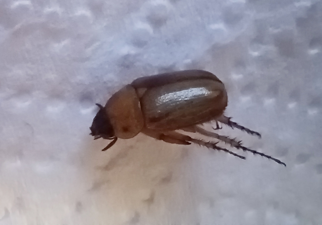 Cyclocephala longula from Turtle Rock, Irvine, CA, USA on August 10 ...