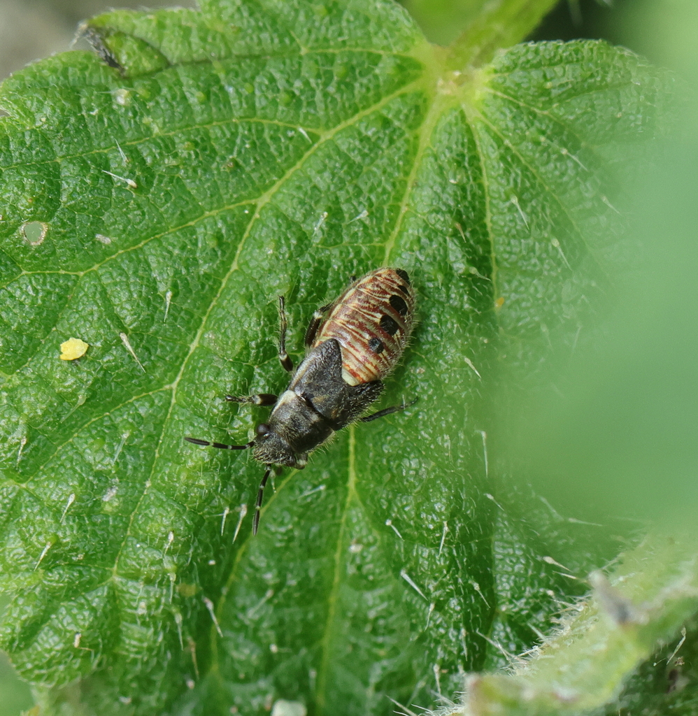 Nettle ground bug from Oudalle, France on August 10, 2023 at 03:56 PM ...
