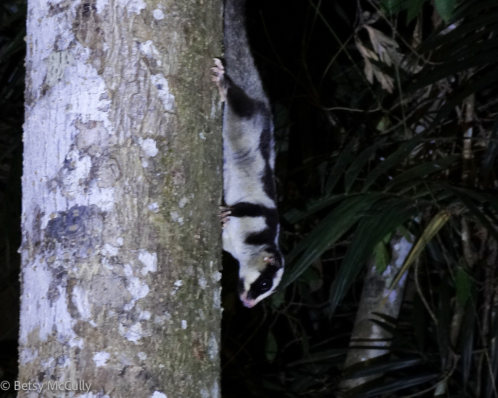 Striped Possum from Ravenshoe QLD 4888, Australia on November 27, 2014 ...