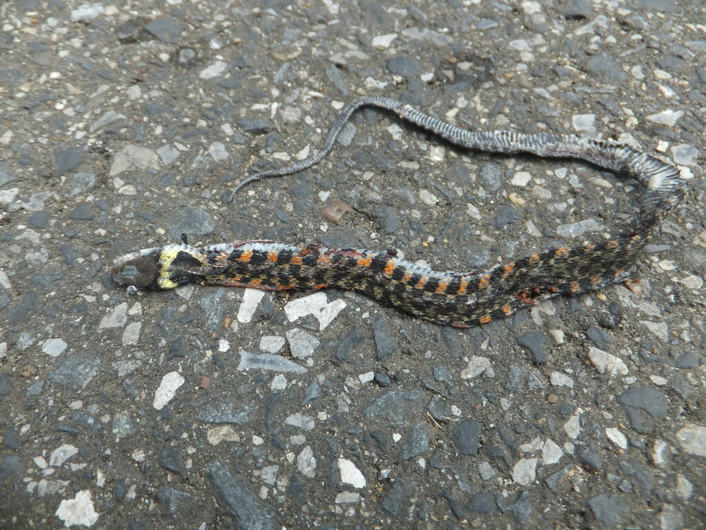 Rhabdophis tigrinus tigrinus in September 2012 by ヤマシタタイシ · iNaturalist