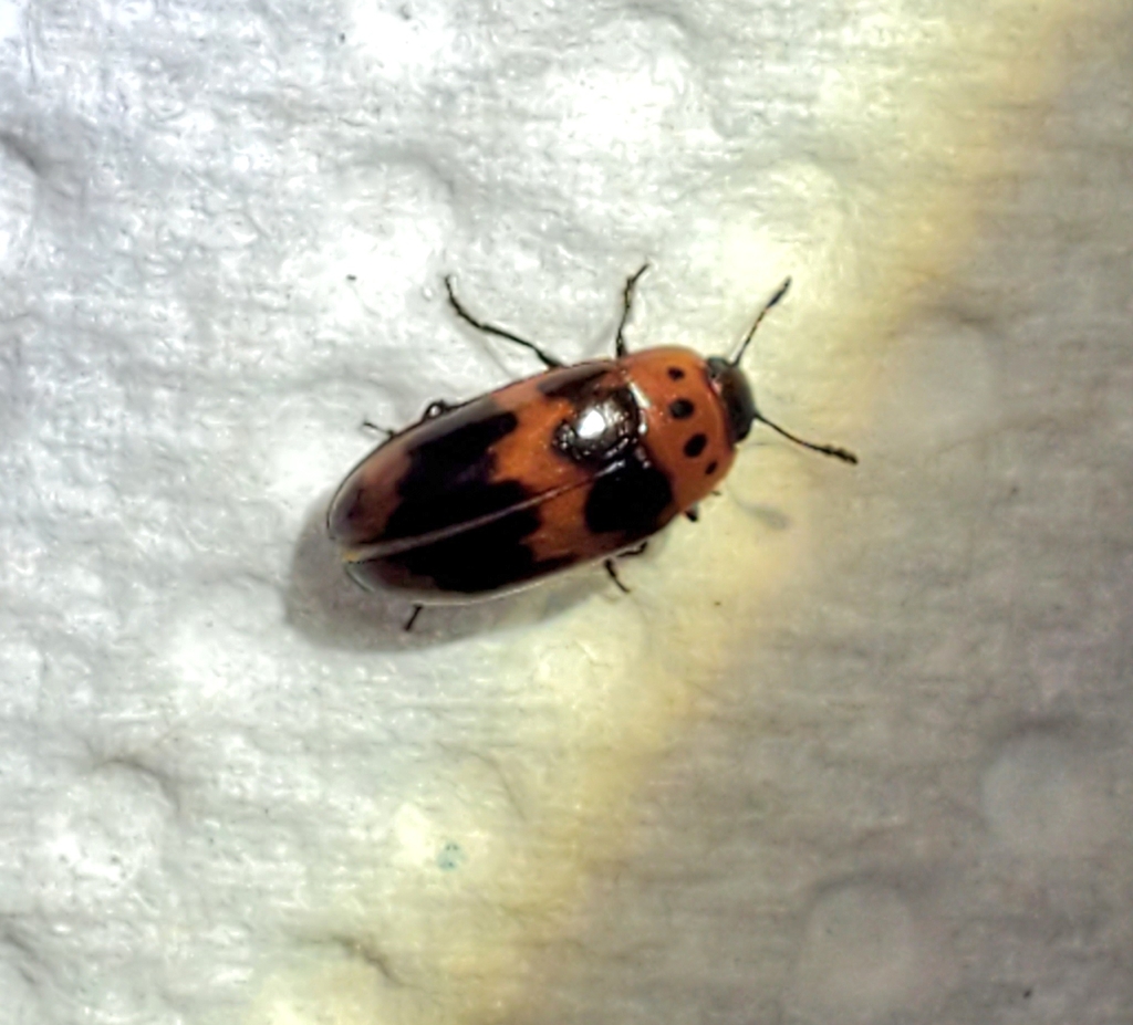 Four-spotted Fungus Beetle from Tallassee, AL 36078, USA on August 10, 2023 at 08:21 AM by Bob ...