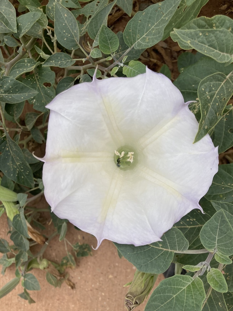 Sacred Datura from Washington County, UT, USA on August 1, 2023 at 10: ...