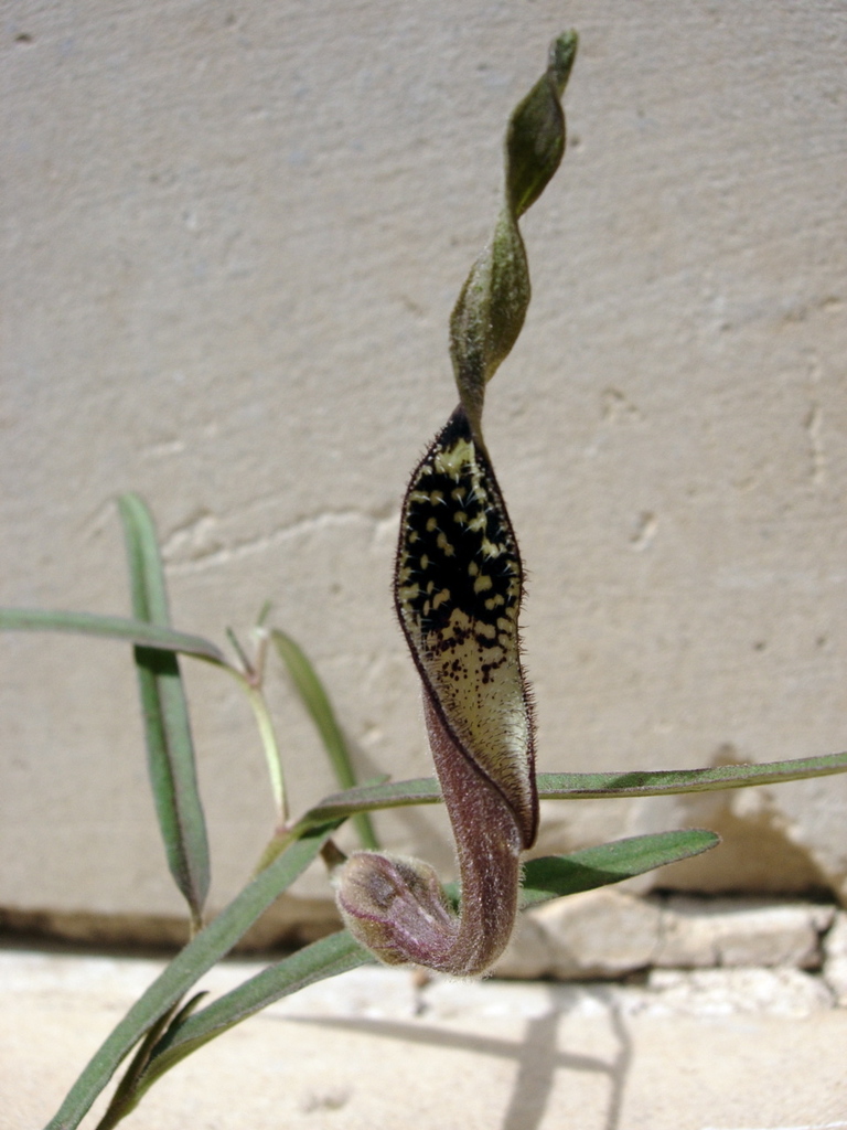 Swan Flower (LPMN McKinney Roughs Biocensus Guide) · iNaturalist