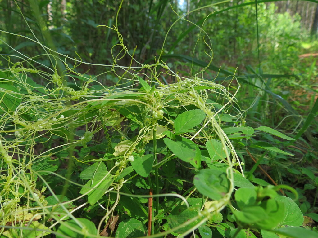 Japanese dodder from Rockdale County, GA, USA on July 24, 2012 at 10:56 ...