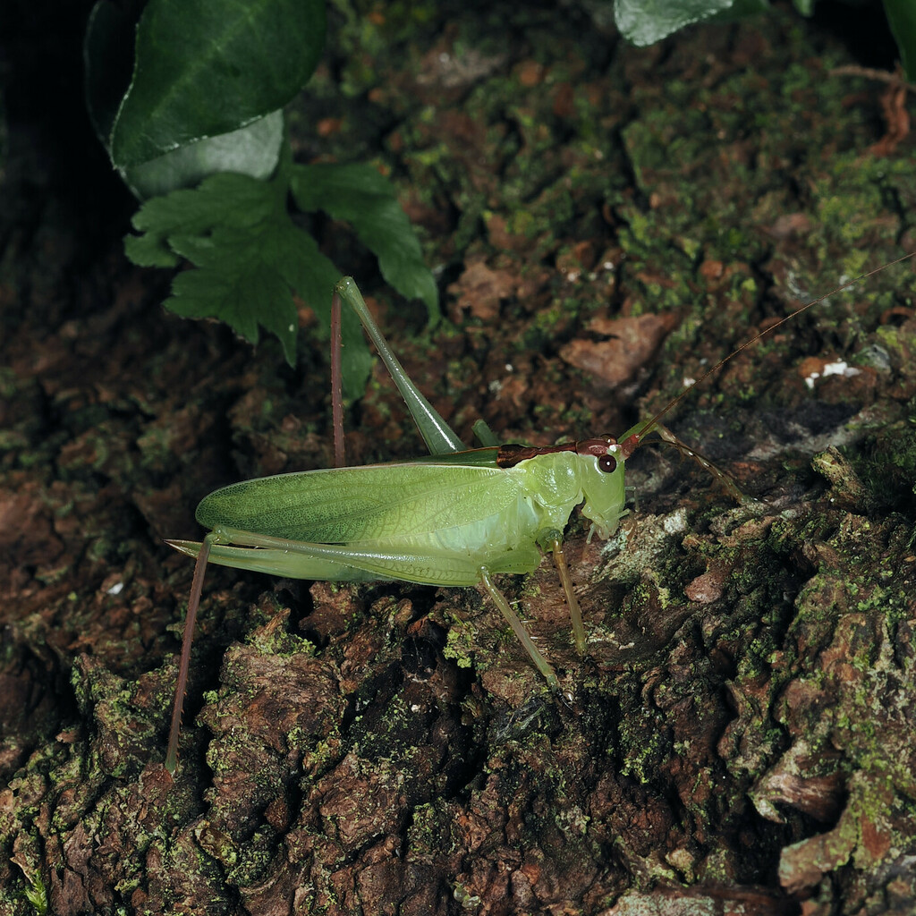 Hexacentrus from Himori, Kannami, Tagata District, Shizuoka 419-0116 ...