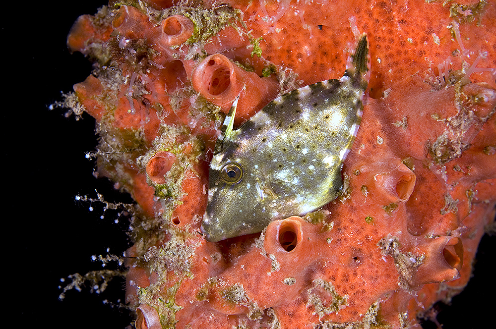 Pygmy Filefish (Stephanolepis setifer) - Marine Life Identification