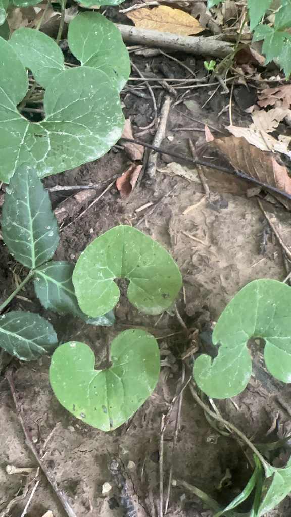 Canadian wild ginger from Bloomington on August 9, 2023 at 10:30 AM by ...