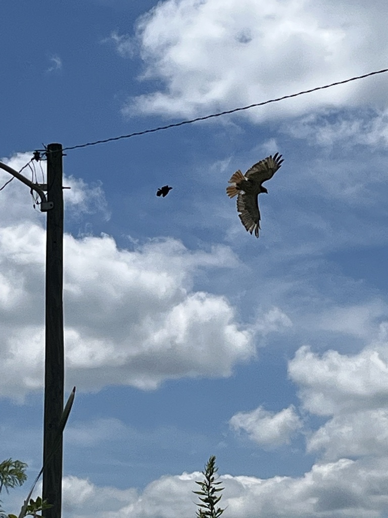 Red-tailed Hawk from Huckleberry Trail, Blacksburg, VA, US on August 8 ...
