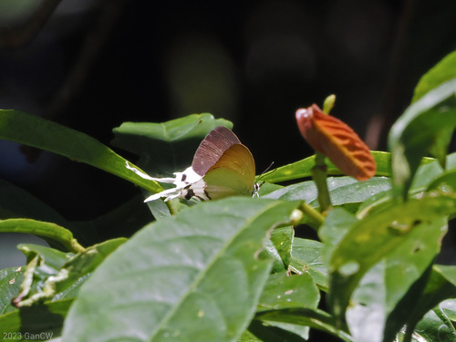 Subspecies Ticherra acte staudingeri · iNaturalist United Kingdom