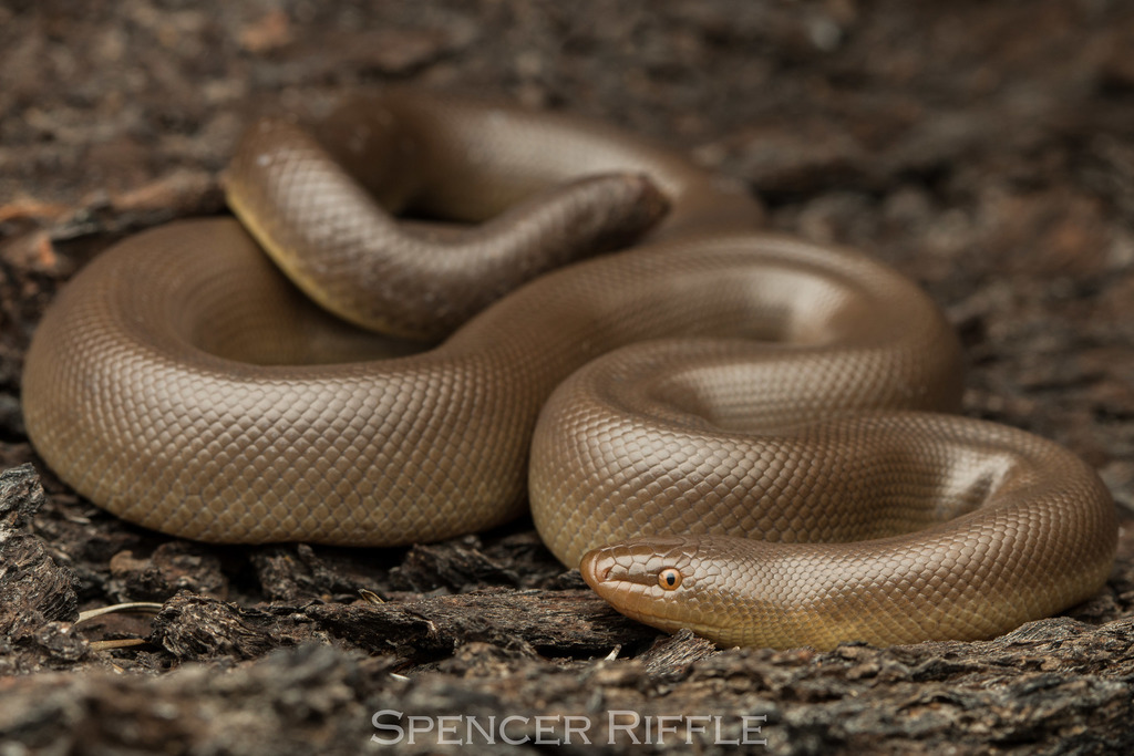 Northern Rubber Boa (Common Flora & Fauna of Kootenai National Wildlife ...