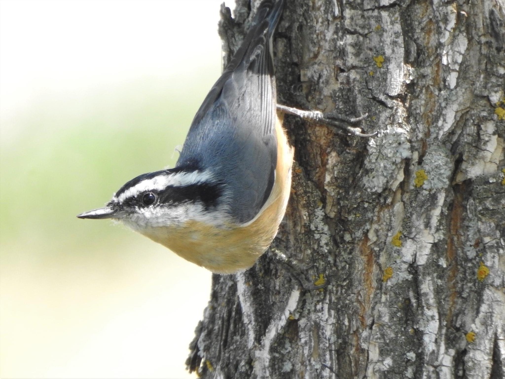Red-breasted Nuthatch from Starland County, AB, CA on August 7, 2023 at ...