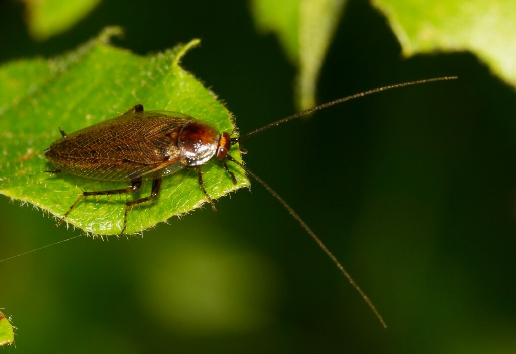 Tawny Cockroach from Provincia dell'Aquila, Italia on June 30, 2018 by ...