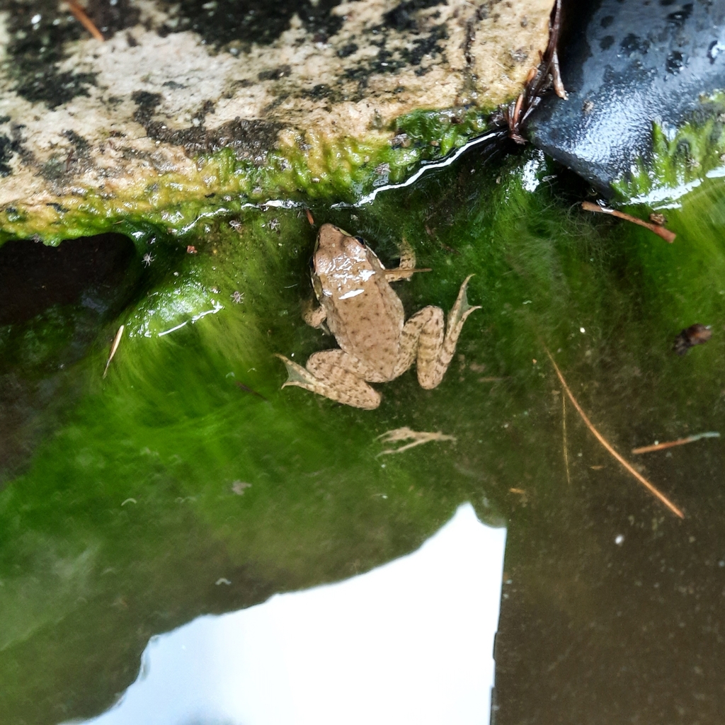 Green Frog from Milford on August 10, 2023 at 11:10 AM by tcassani ...