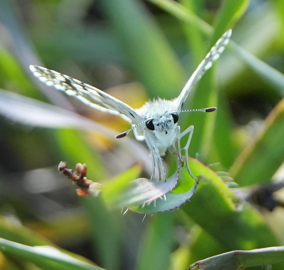 New World Checkered-Skippers from Anclote Gulf Park, Pasco County, FL ...