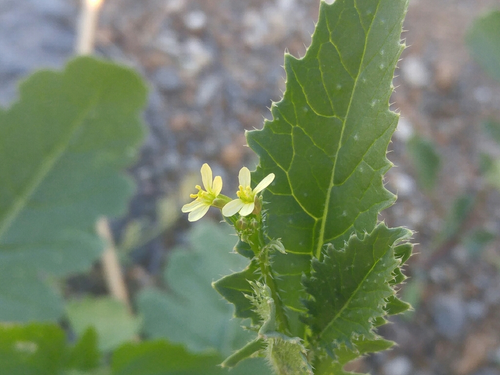 Saharan Mustard (Saharan mustard and its mimics) · iNaturalist