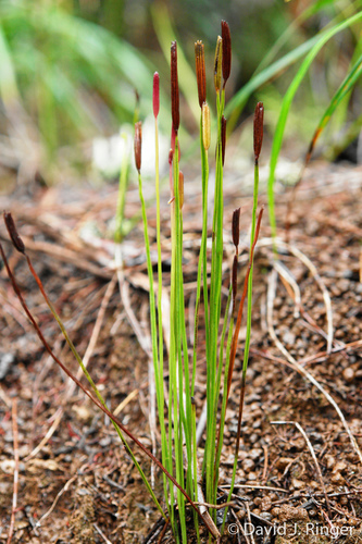Genus Actinostachys · iNaturalist