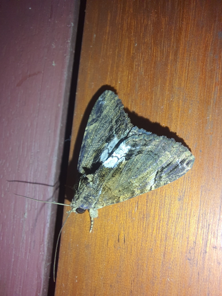 Ercheia cyllaria from XCWX+448, Mayyil, Kerala 670602, India on August ...