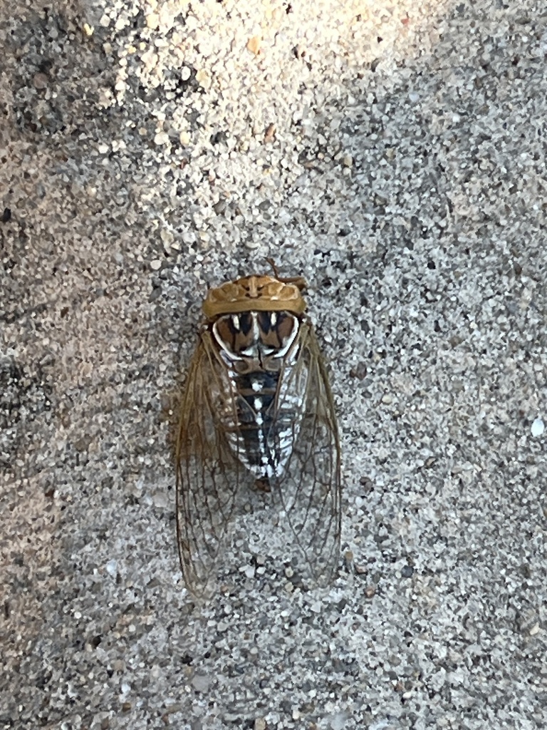 Plains Cicada from Edmond, OK, US on August 10, 2023 at 10:44 AM by ...