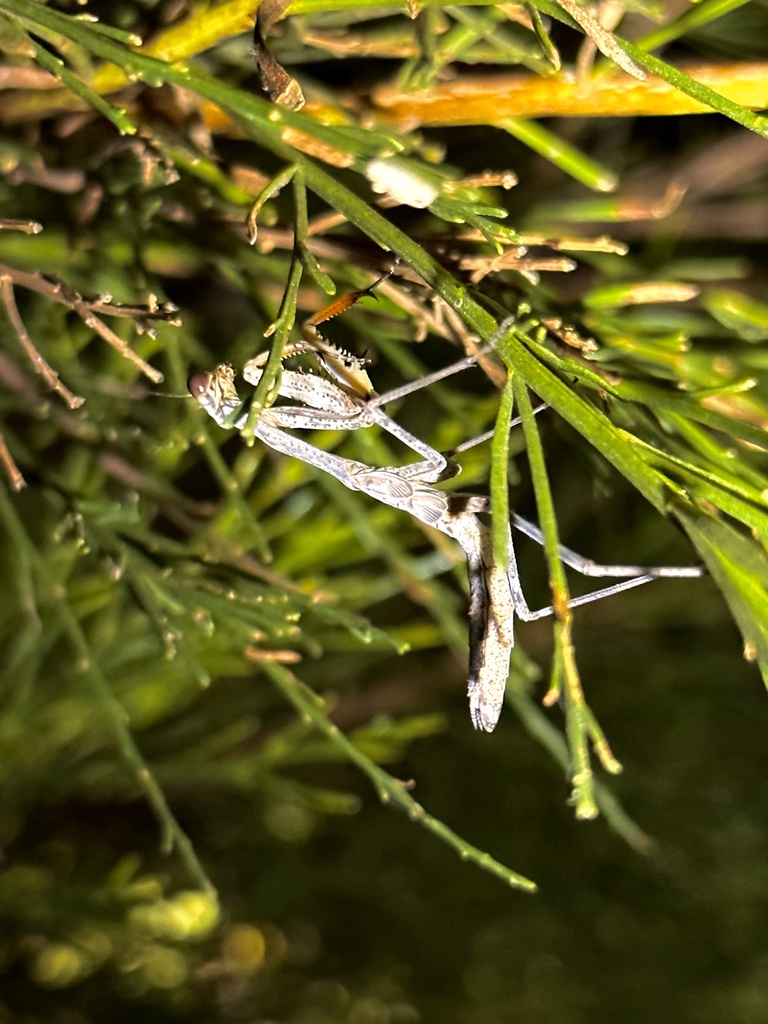 California Mantis from Mission Trails Regional Park, San Diego, CA, US ...