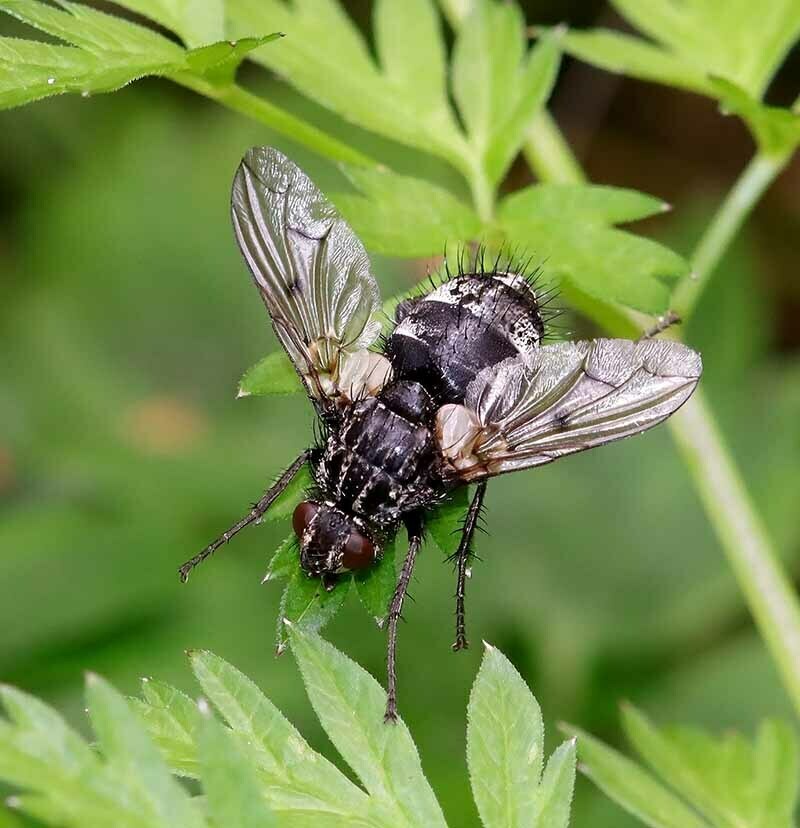 Trixa conspersa from Kuhmoinen, Suomi on August 9, 2023 at 11:31 AM by ...