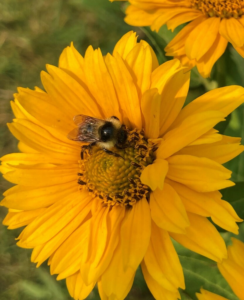 Red-belted Bumble Bee from Douglasdale, Calgary, AB T2Z, Canada on ...