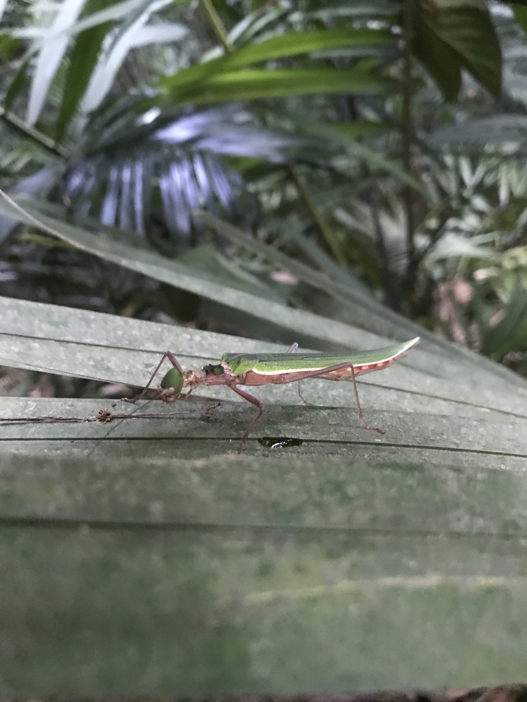 Calvisia virbius from Bukit Timah Nature Reserve, SG on September 6 ...