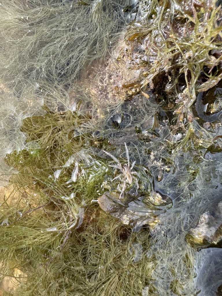 Intertidal Spider from Keppel Harbour, SG on March 21, 2023 at 04:40 PM ...