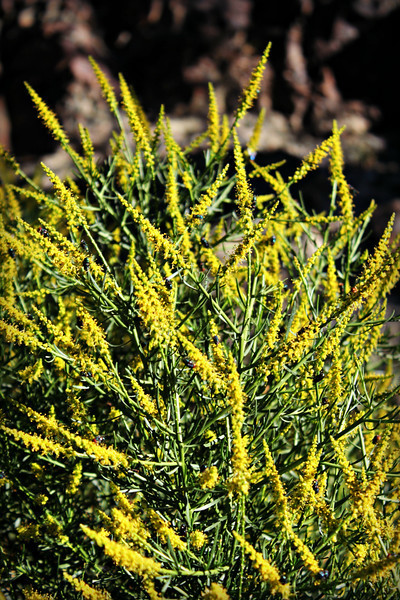 Ochradenus arabicus (Plants of the Hajar) · iNaturalist