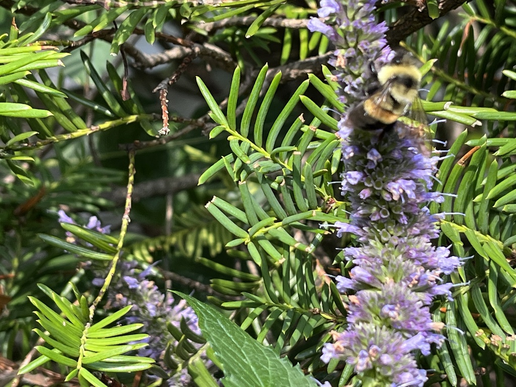 Rusty-patched Bumble Bee in August 2023 by JoeGee · iNaturalist