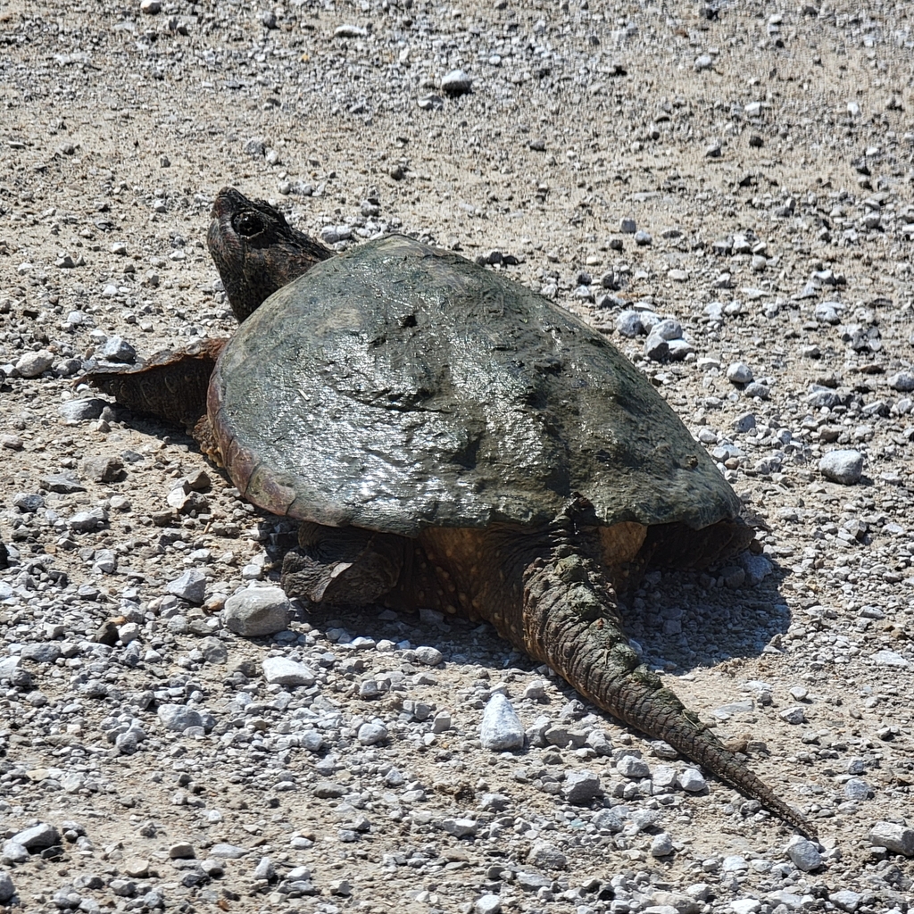 Common Snapping Turtle from Stockport, IA 52651, USA on August 10, 2023 ...