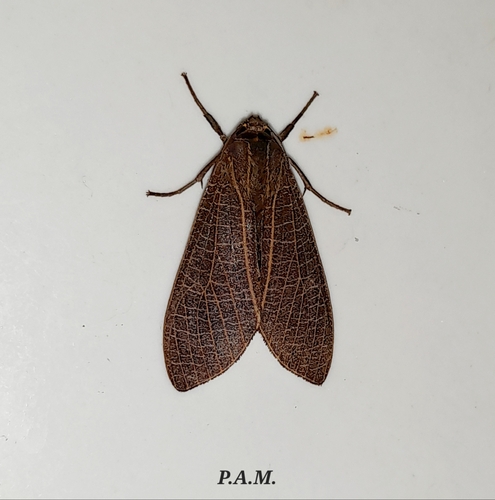 (Elysius disciplaga)