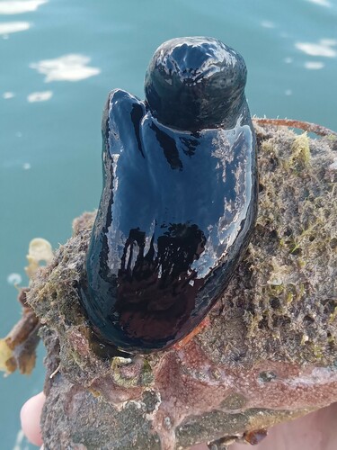 Black Tunicate (Phallusia nigra)