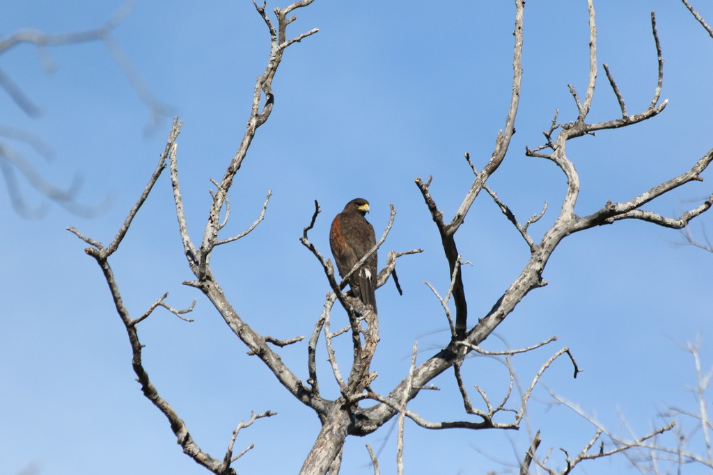 Harris's Hawk from Hidalgo, Texas, United States on December 16, 2018 ...