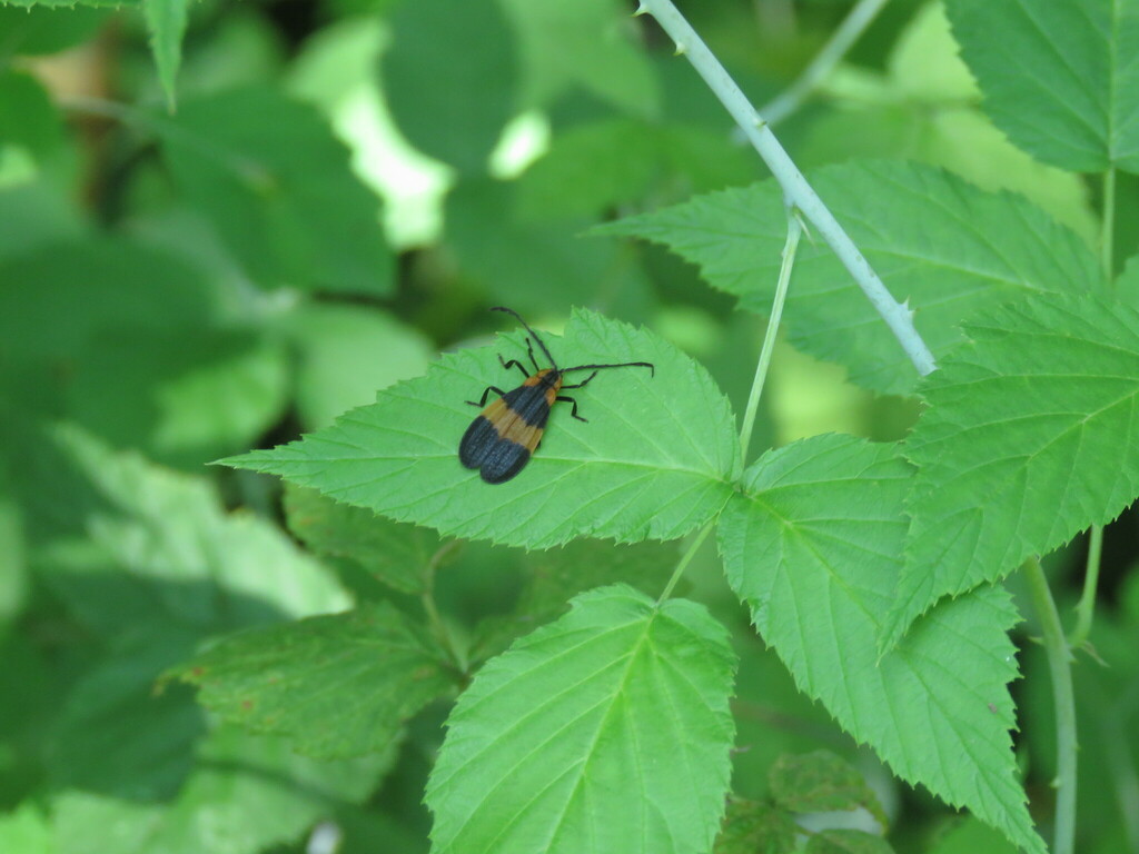 Reticulated Net-winged Beetle from 431 E Rd, Milton, VT 05468, USA on ...